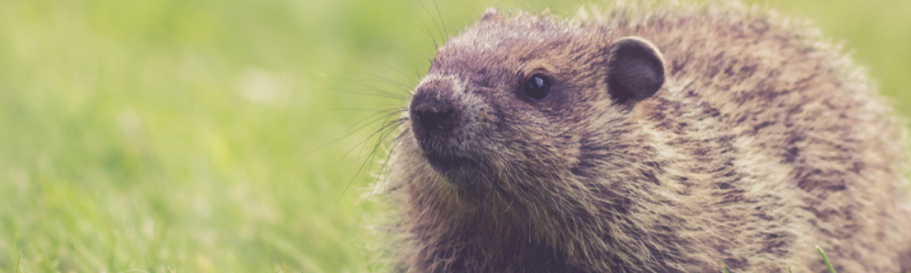 Groundhog Day | Arapahoe Libraries